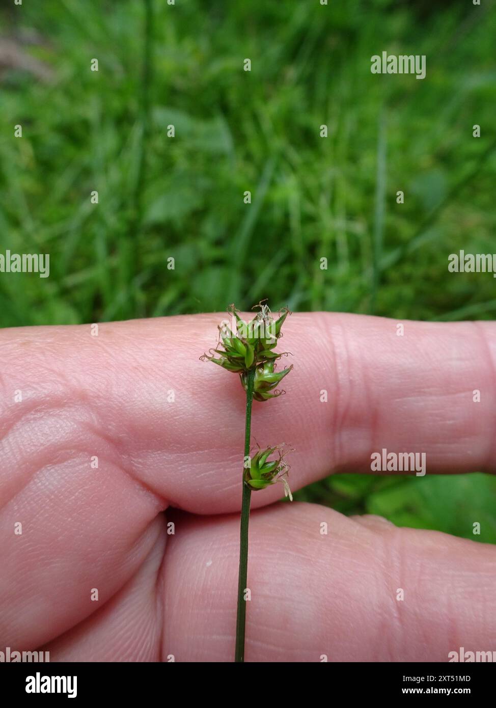 Pill Sedge (Carex pilulifera) Plantae Stock Photo - Alamy