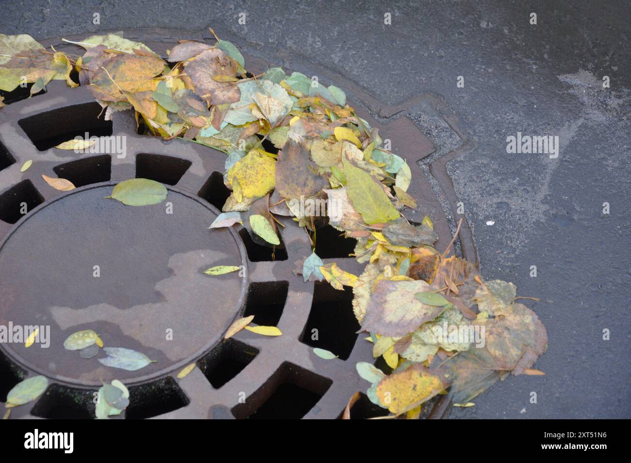 The hatch of the storm sewer system in the city is clogged with autumn ...