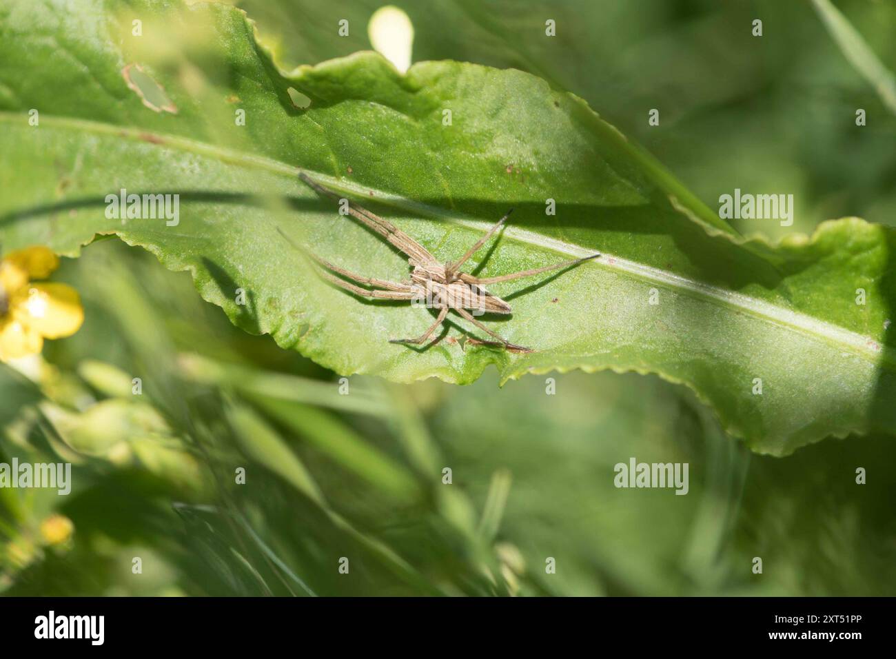 European Nursery Web spider (Pisaura mirabilis) Arachnida Stock Photo ...