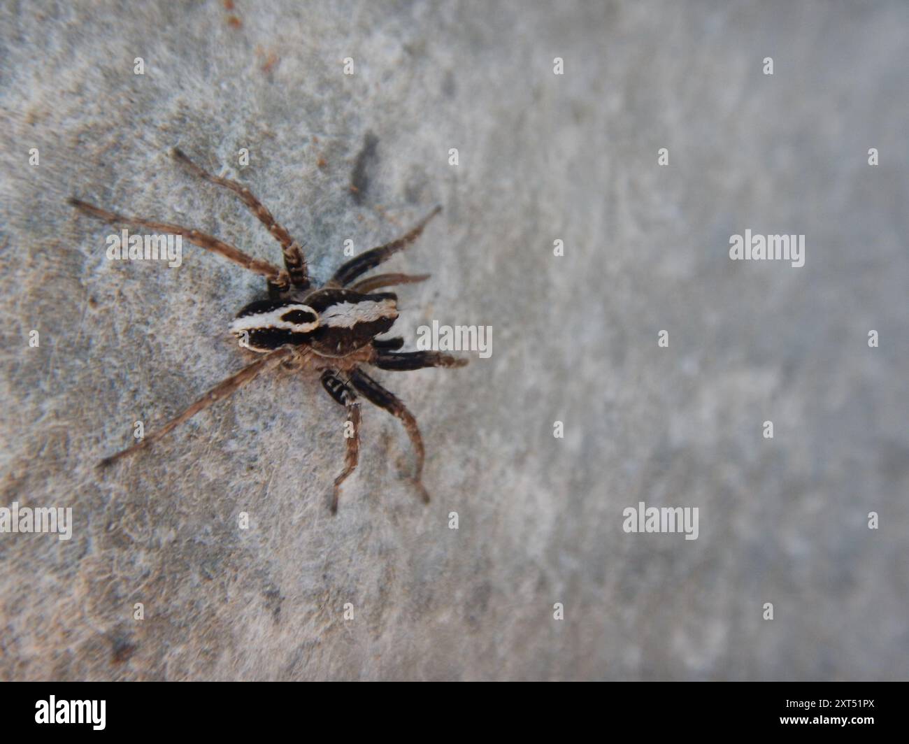 White-banded Fox Spider (Alopecosa albofasciata) Arachnida Stock Photo ...