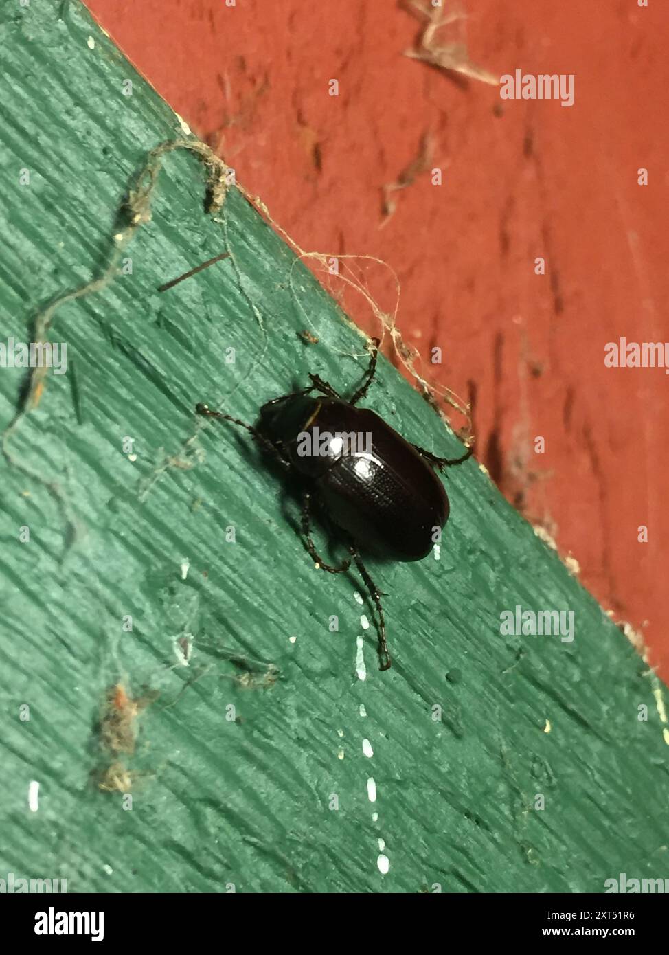 Scarabs (Scarabaeidae) Insecta Stock Photo - Alamy