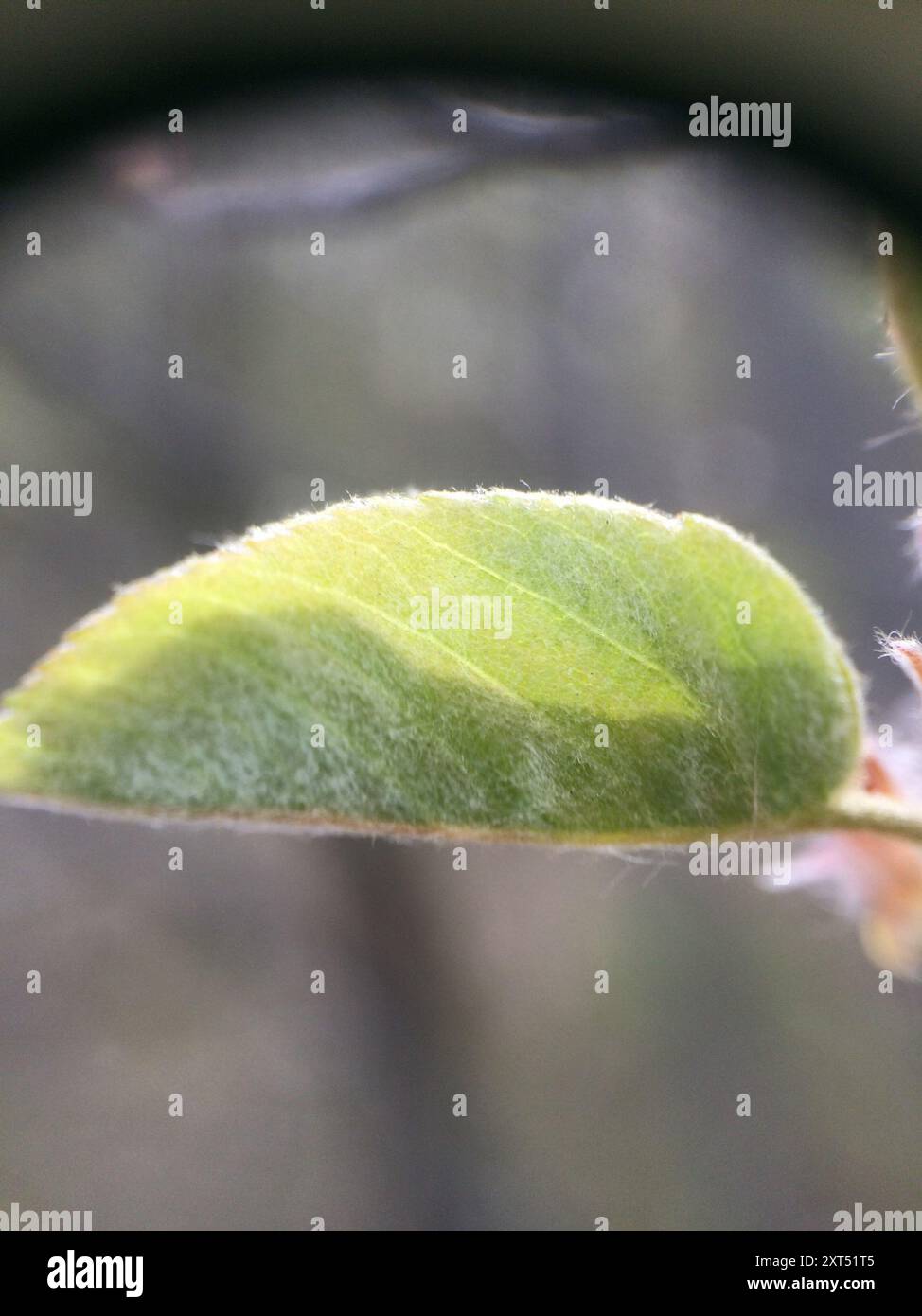 Running Serviceberry (Amelanchier stolonifera) Plantae Stock Photo - Alamy