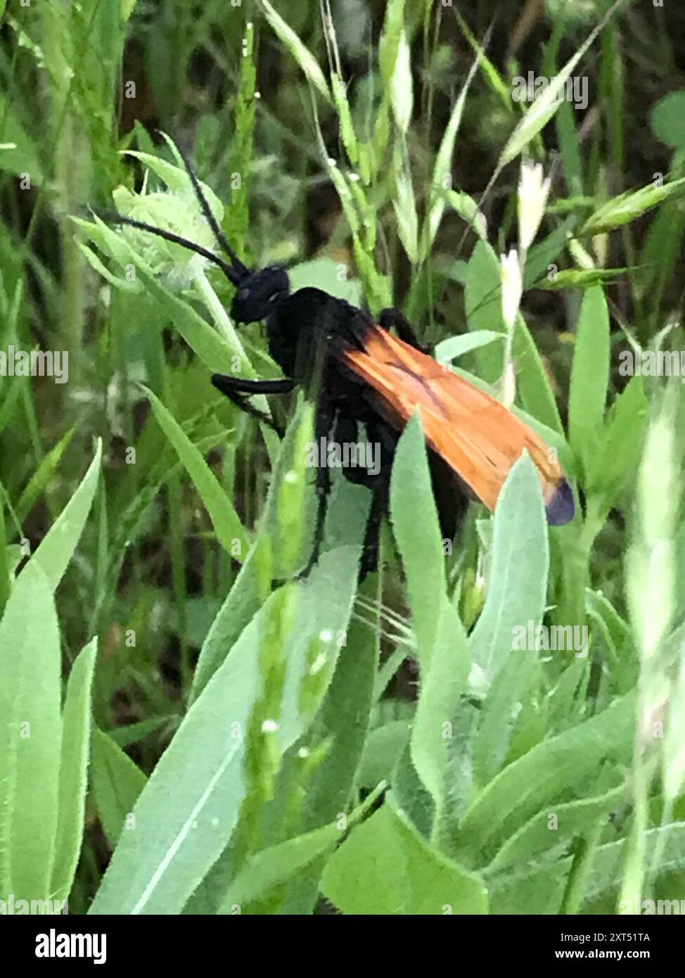 Tarantula-hawk Wasps and Allies (Pepsini) Insecta Stock Photo - Alamy