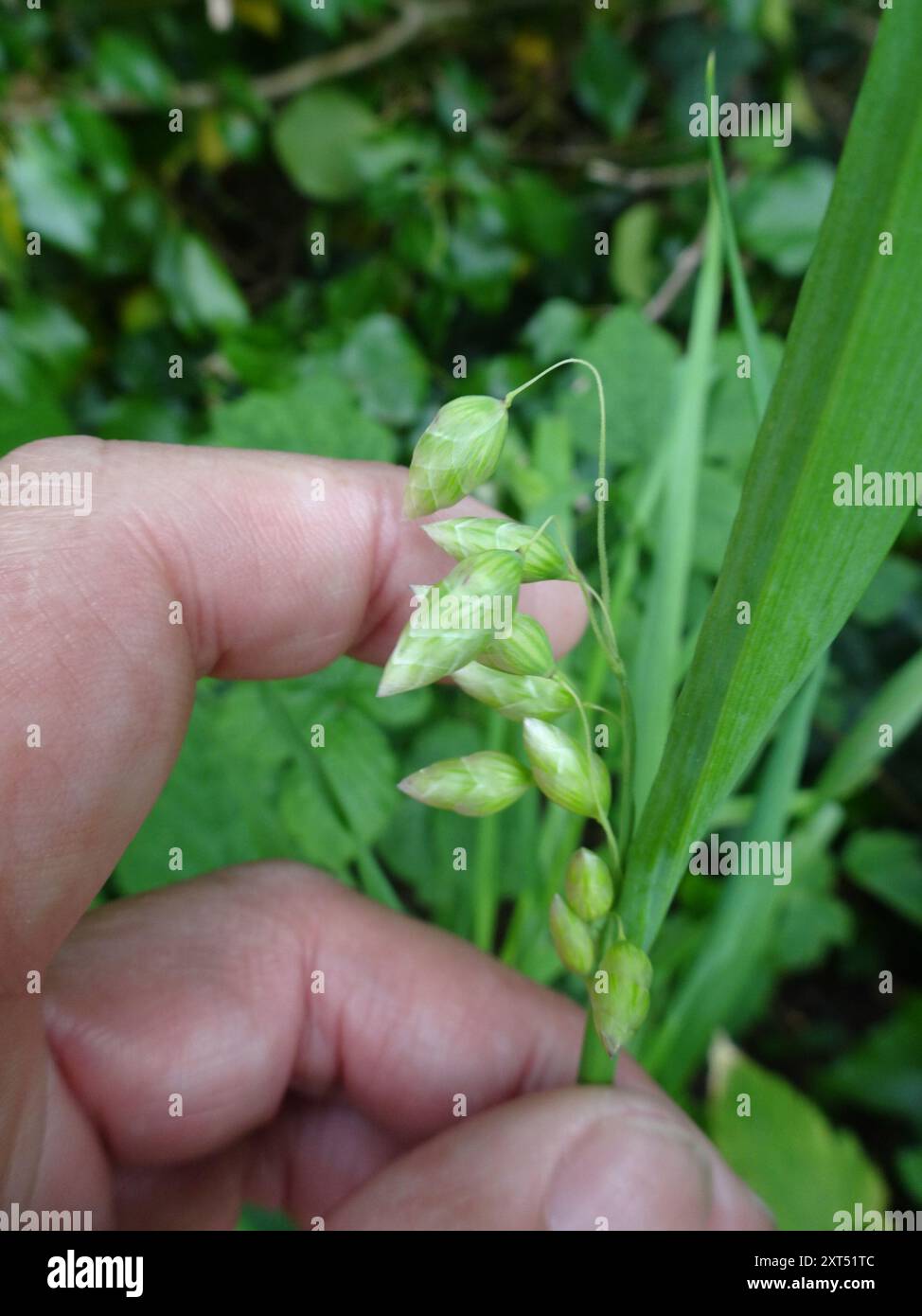 Greater Quaking Grass (Briza maxima) Plantae Stock Photo - Alamy