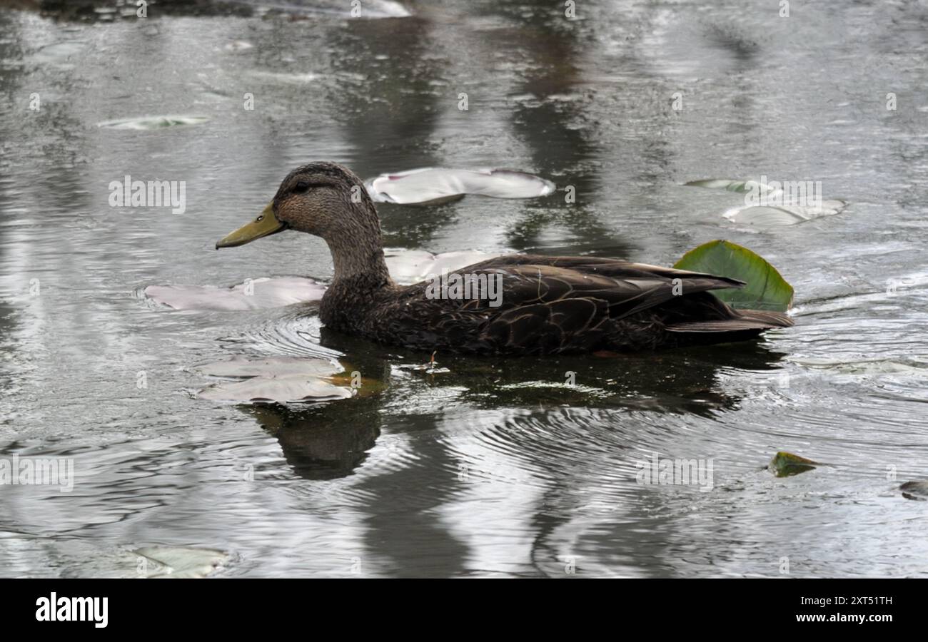 American Black Duck (Anas rubripes) Aves Stock Photo - Alamy