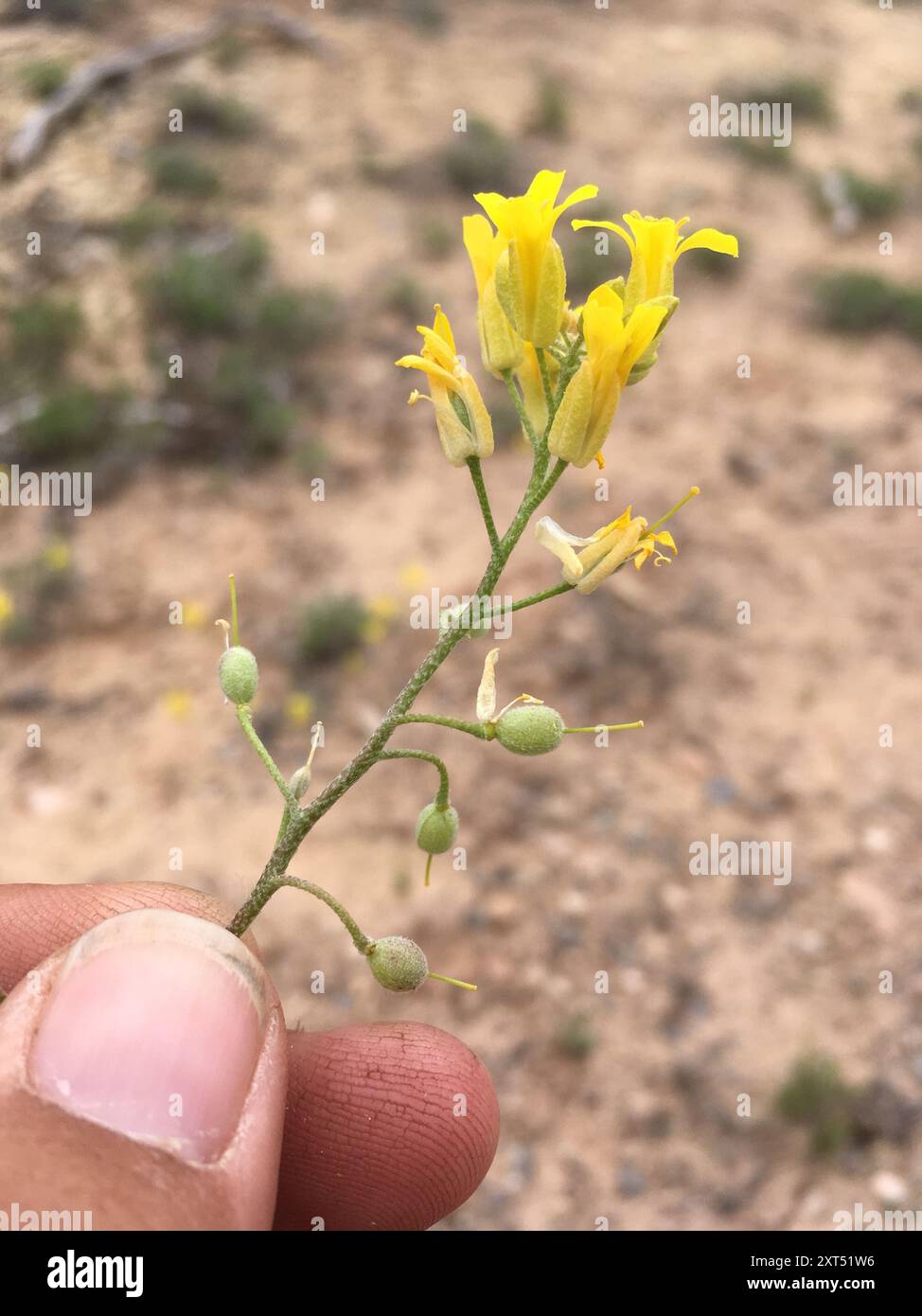 silver bladderpod (Physaria ludoviciana) Plantae Stock Photo - Alamy