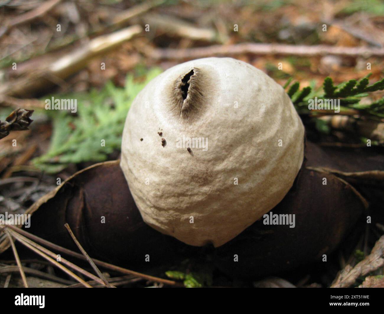 Rounded earthstar hi-res stock photography and images - Alamy