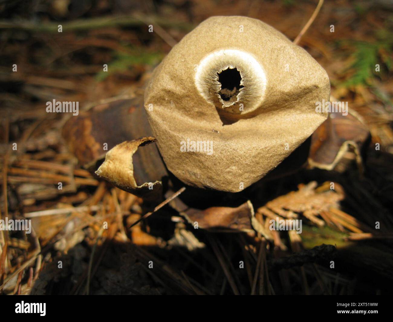 Rounded earthstar hi-res stock photography and images - Alamy