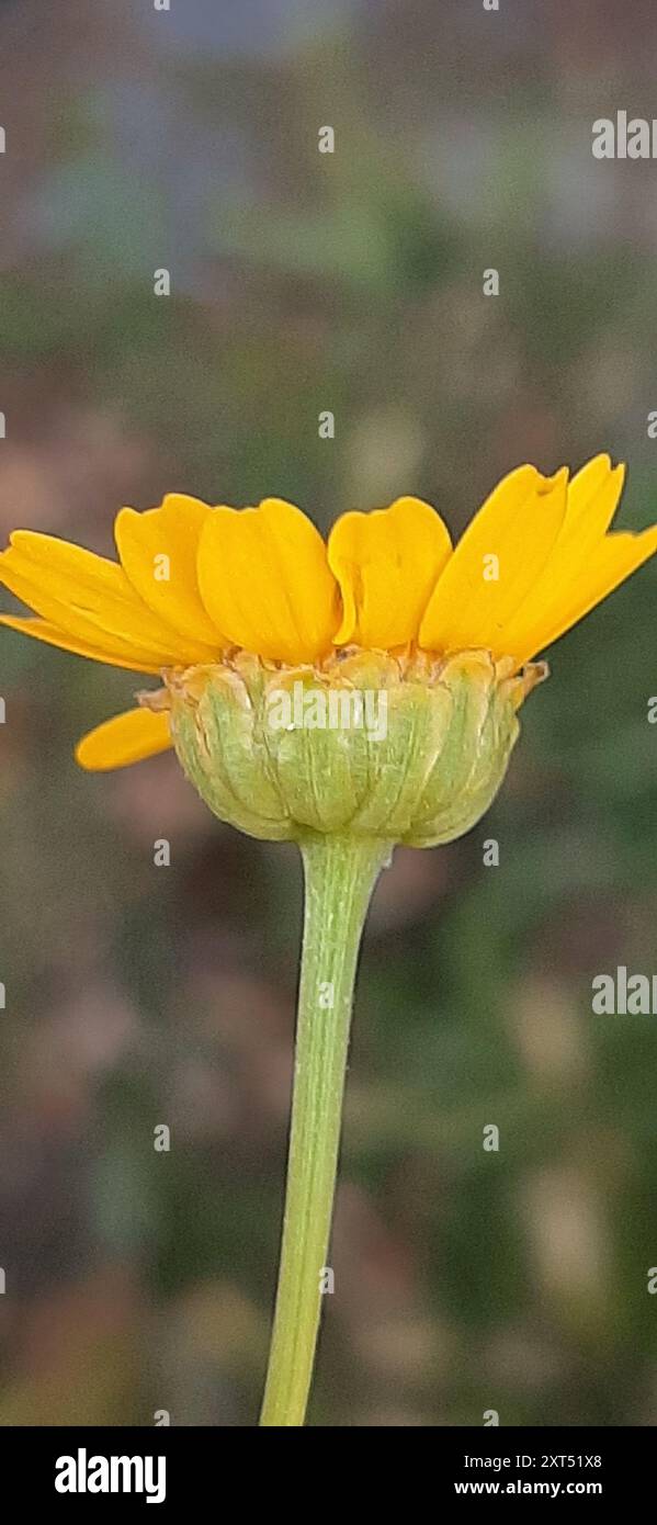 Mediterranean Marigold (Coleostephus myconis) Plantae Stock Photo - Alamy