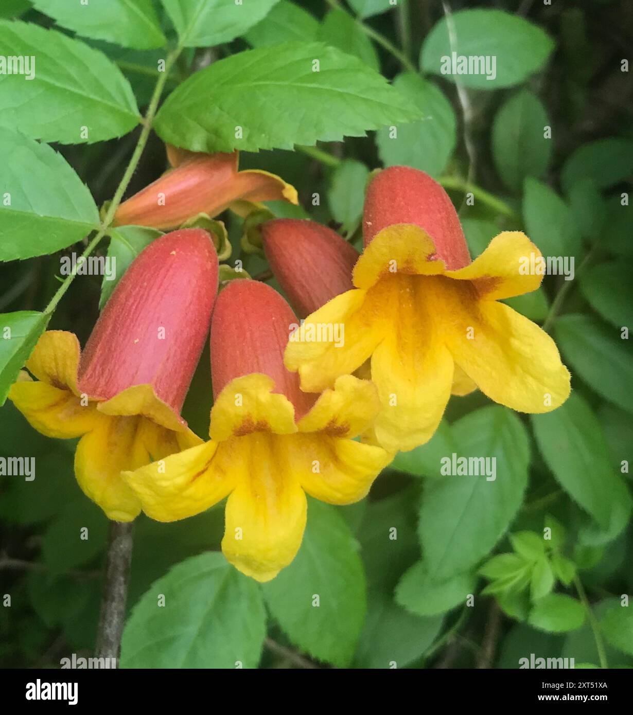cross vine (Bignonia capreolata) Plantae Stock Photo - Alamy
