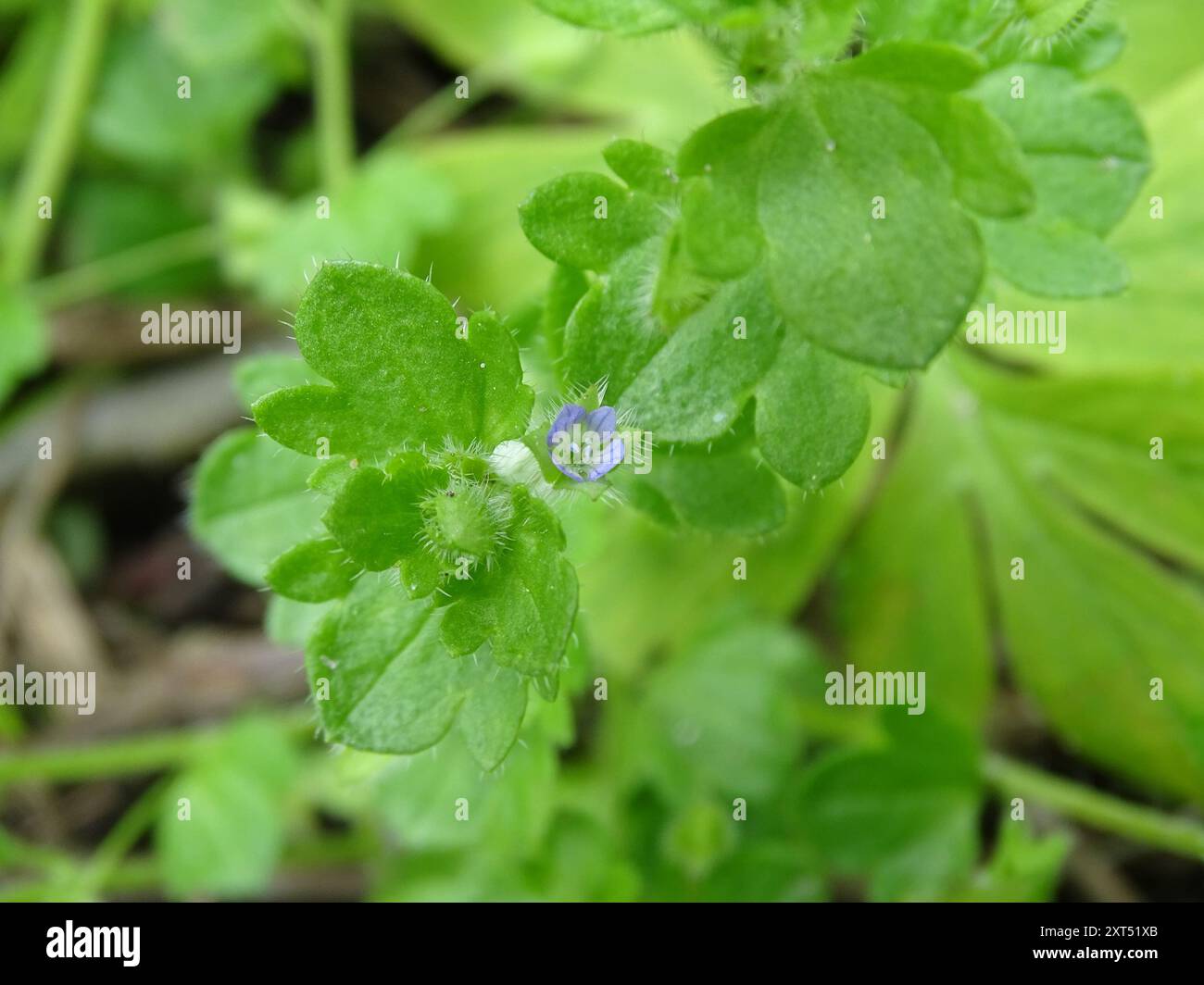 Ivy-leaved Speedwell (Veronica hederifolia) Plantae Stock Photo - Alamy