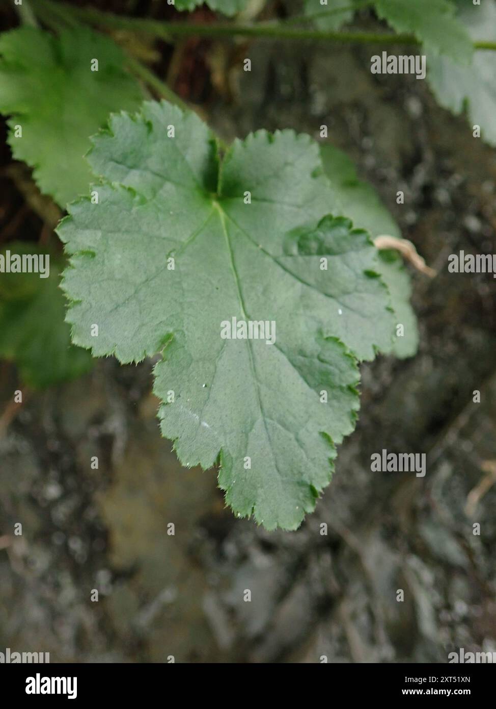 crevice alumroot (Heuchera micrantha) Plantae Stock Photo - Alamy