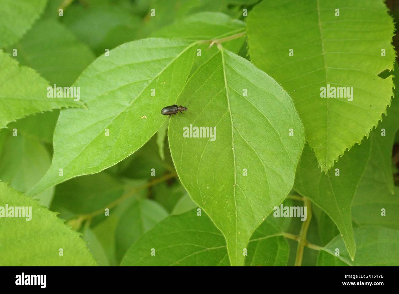 Beetles (Coleoptera) Insecta Stock Photo - Alamy