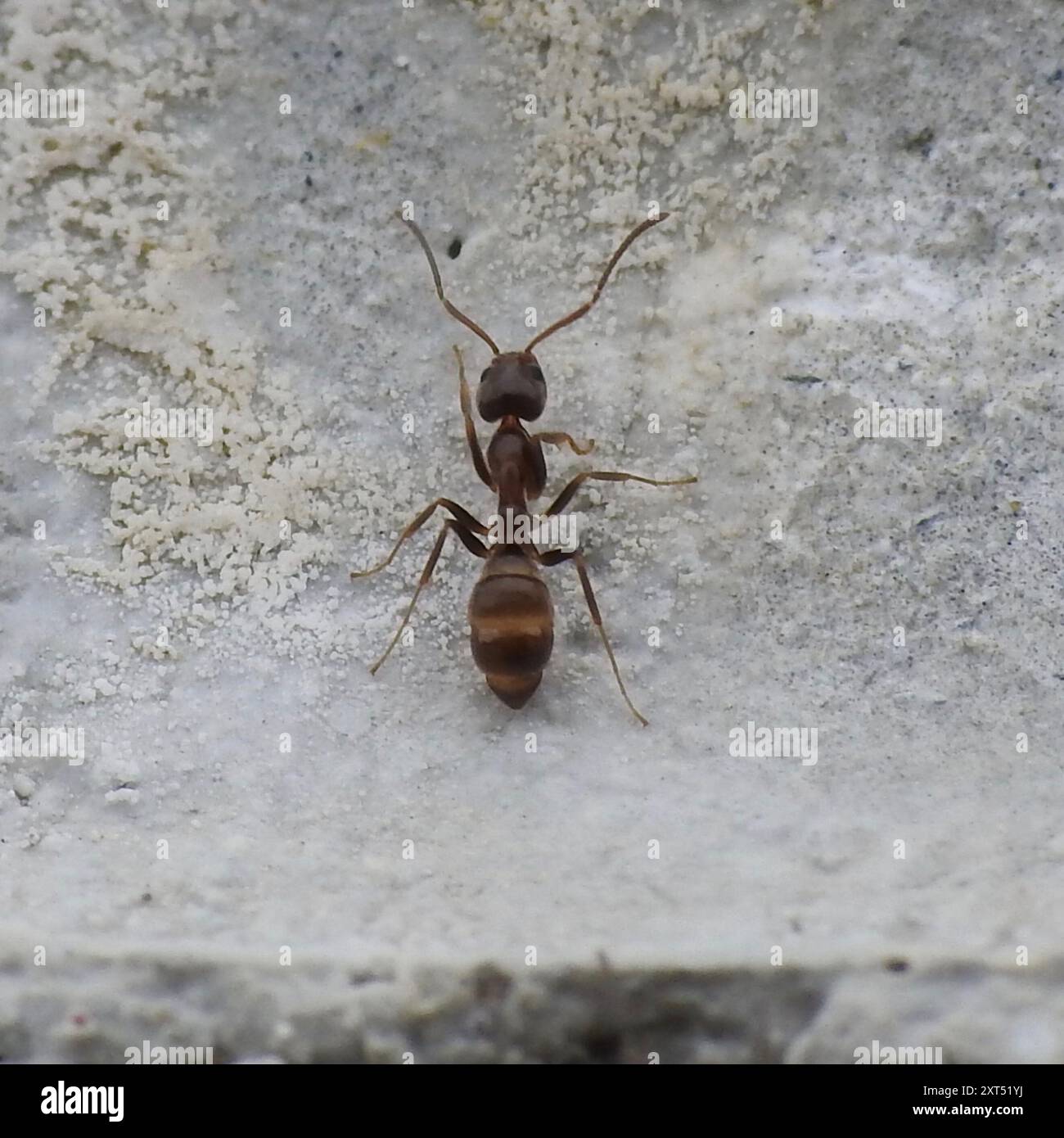 Argentine Ant (Linepithema humile) Insecta Stock Photo - Alamy