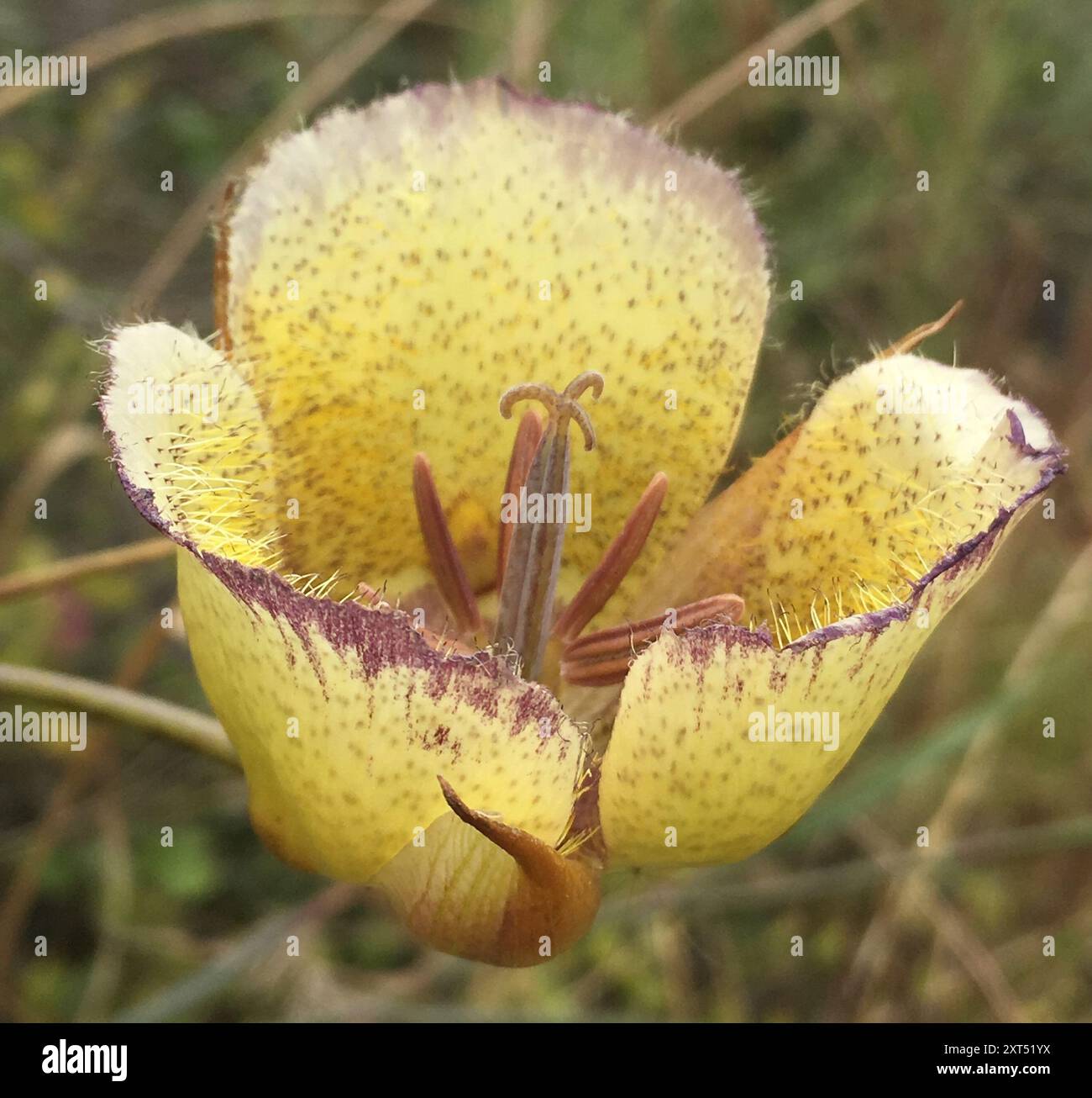 intermediate mariposa lily (Calochortus weedii intermedius) Plantae ...