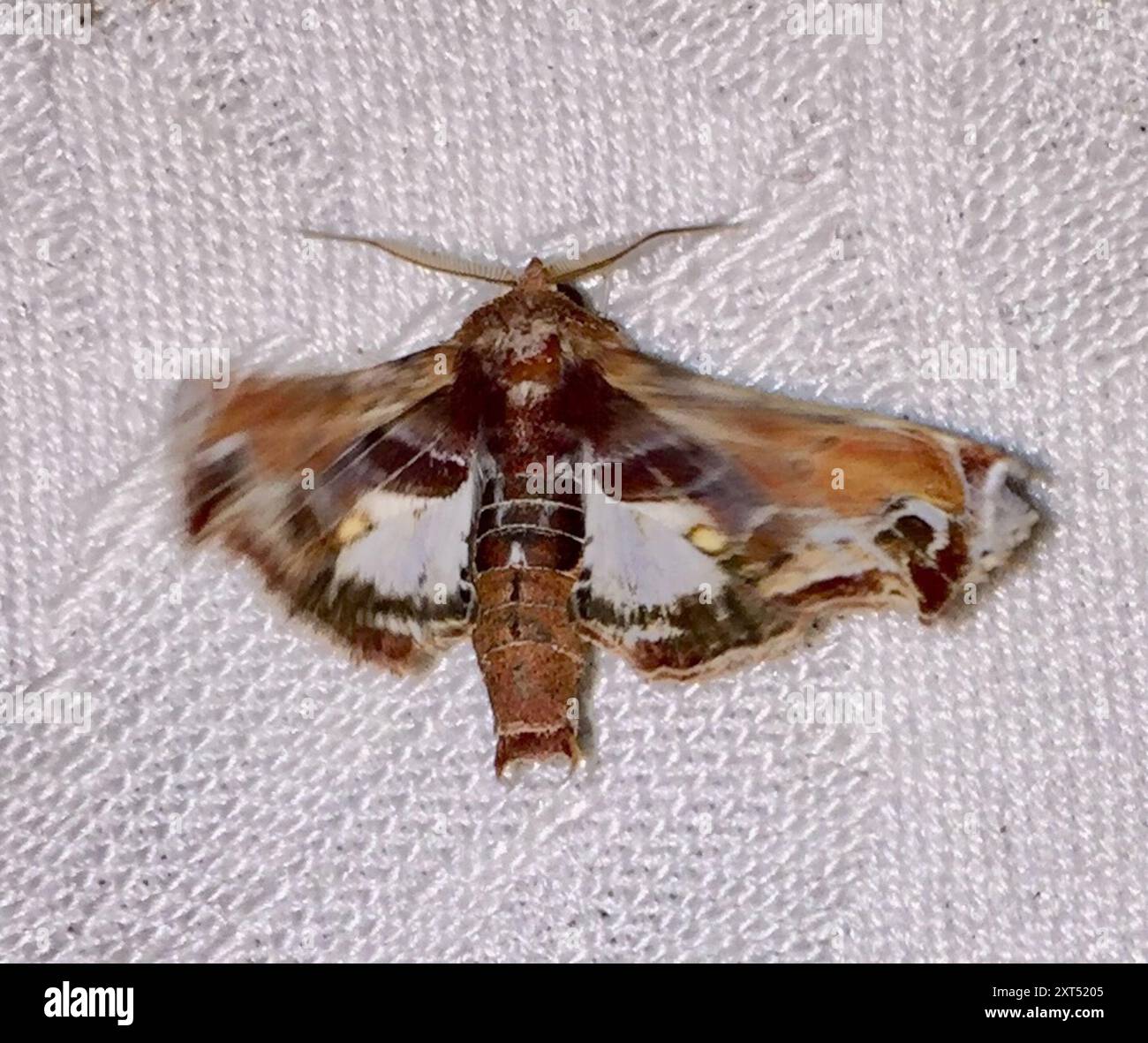 Beautiful Eutelia Moth (Eutelia pulcherrimus) Insecta Stock Photo - Alamy
