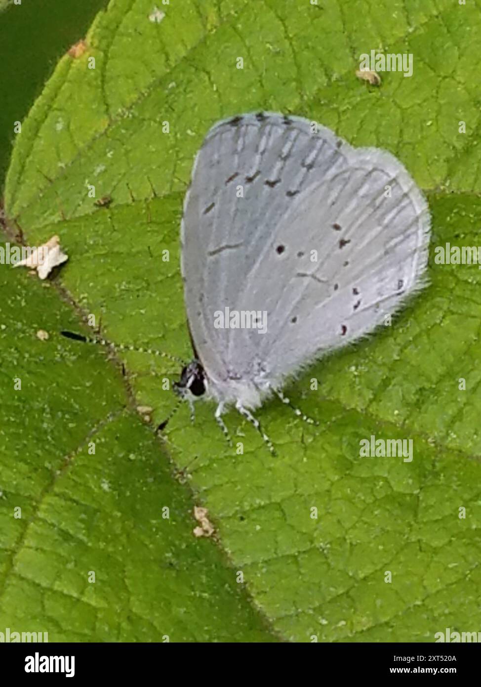 Summer Azure (Celastrina neglecta) Insecta Stock Photo - Alamy