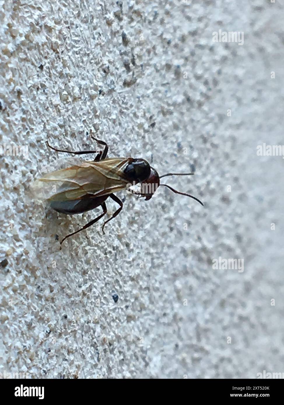 (Camponotus lateralis) Insecta Stock Photo - Alamy