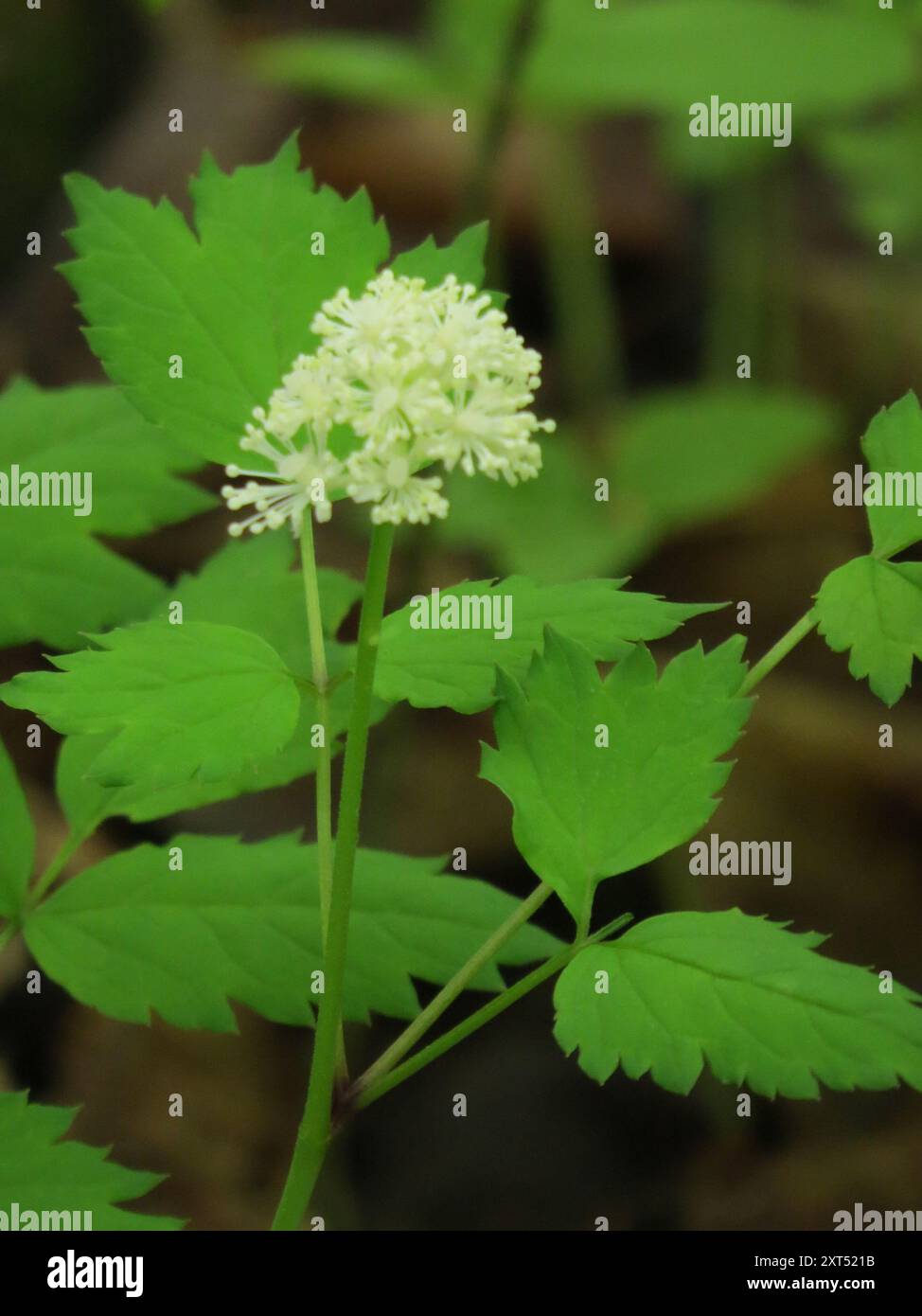baneberries and cohoshes (Actaea) Plantae Stock Photo - Alamy