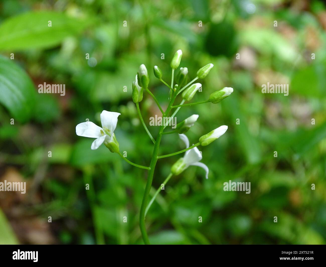 bulbous cress (Cardamine bulbosa) Plantae Stock Photo - Alamy