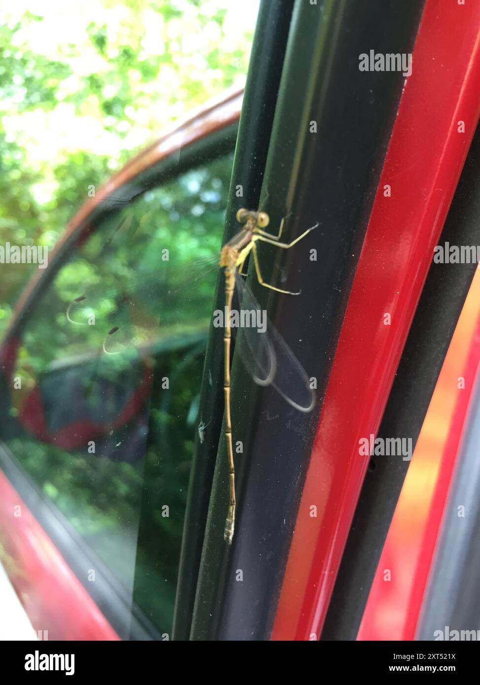 Dragonflies and Damselflies (Odonata) Insecta Stock Photo - Alamy
