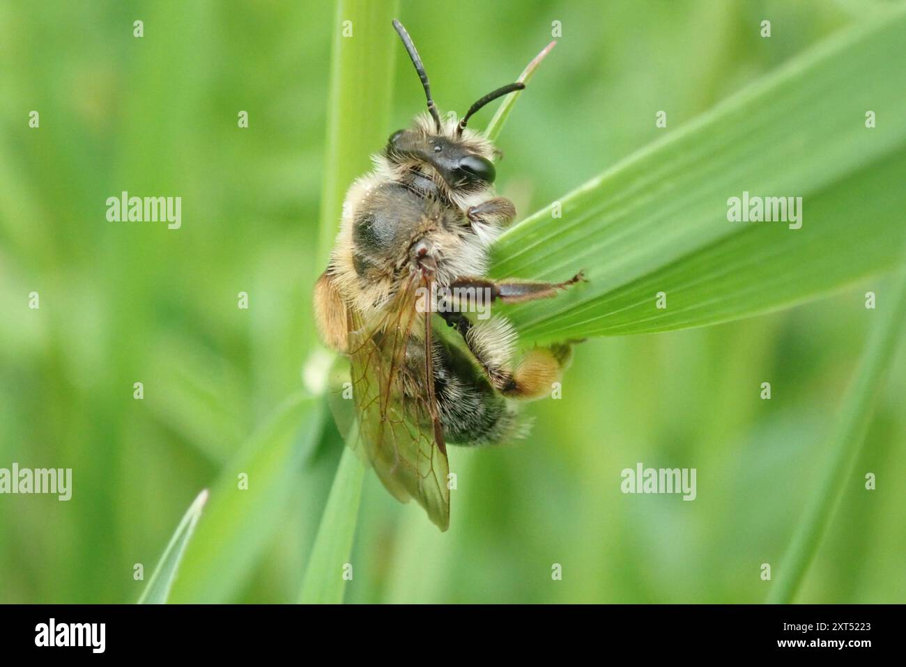 Mining Bees (Andrena) Insecta Stock Photo - Alamy