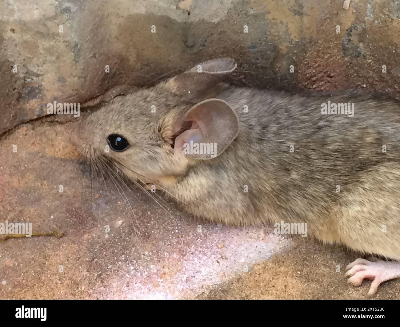 Woodrats (Neotoma) Mammalia Stock Photo - Alamy