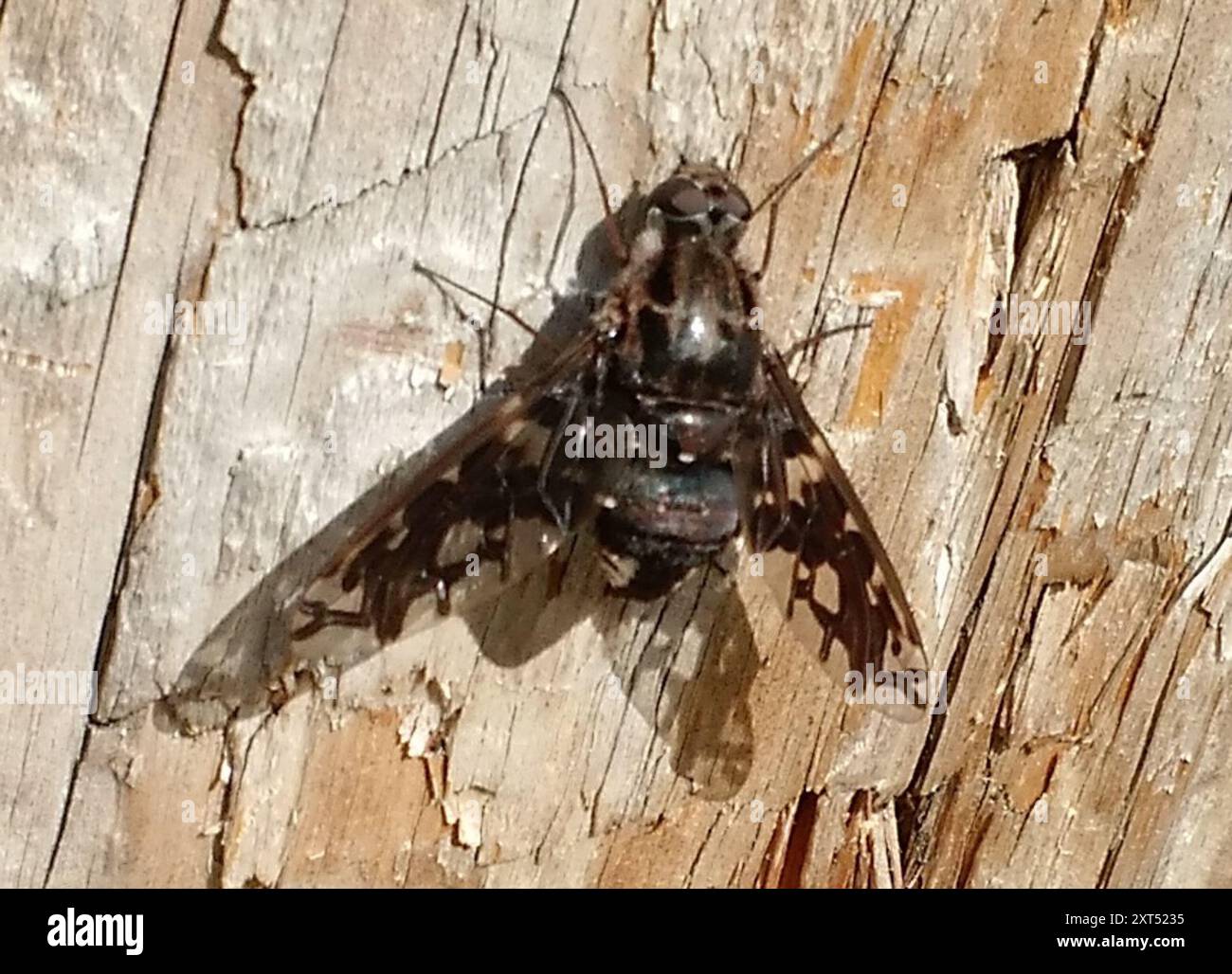 Tiger Bee Fly (Xenox tigrinus) Insecta Stock Photo - Alamy