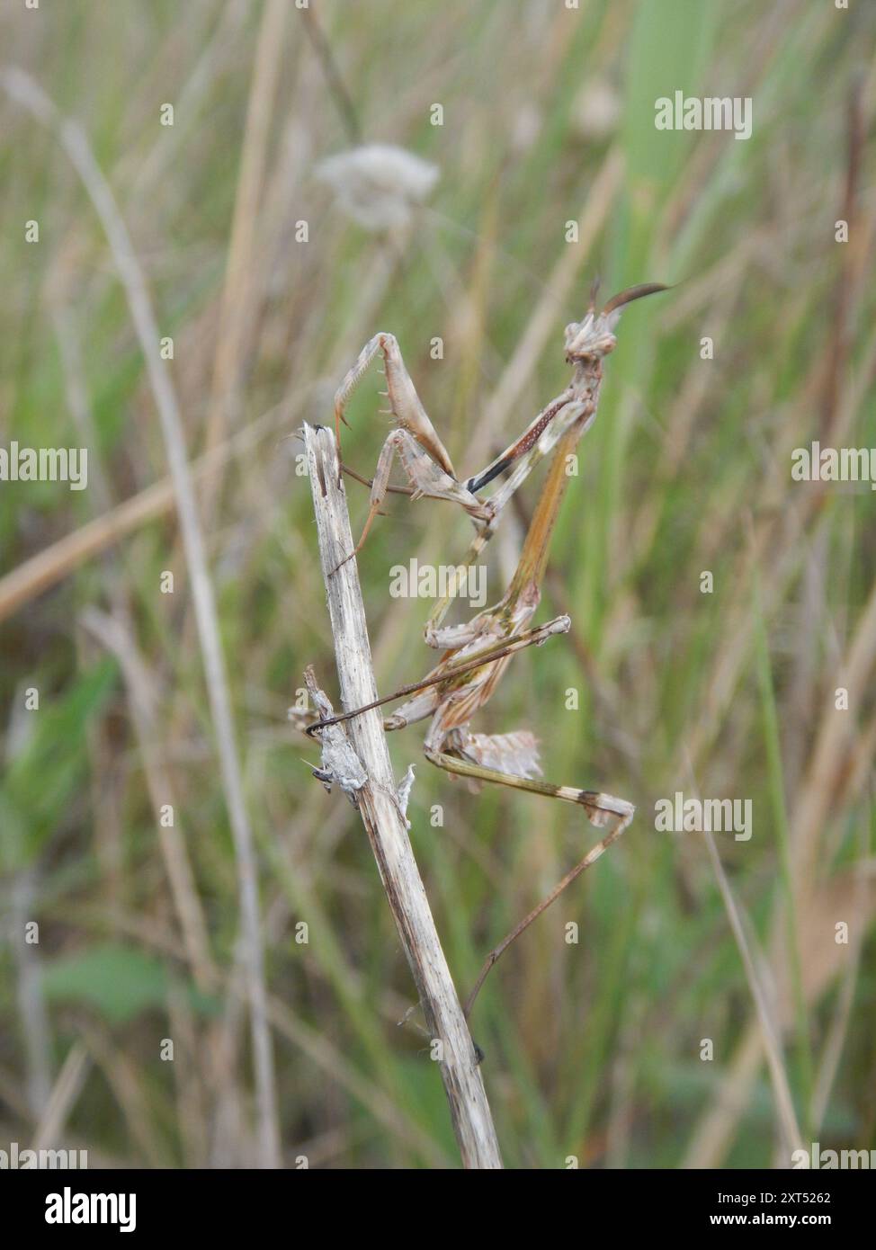 Mediterranean Conehead Mantis (Empusa pennata) Insecta Stock Photo - Alamy