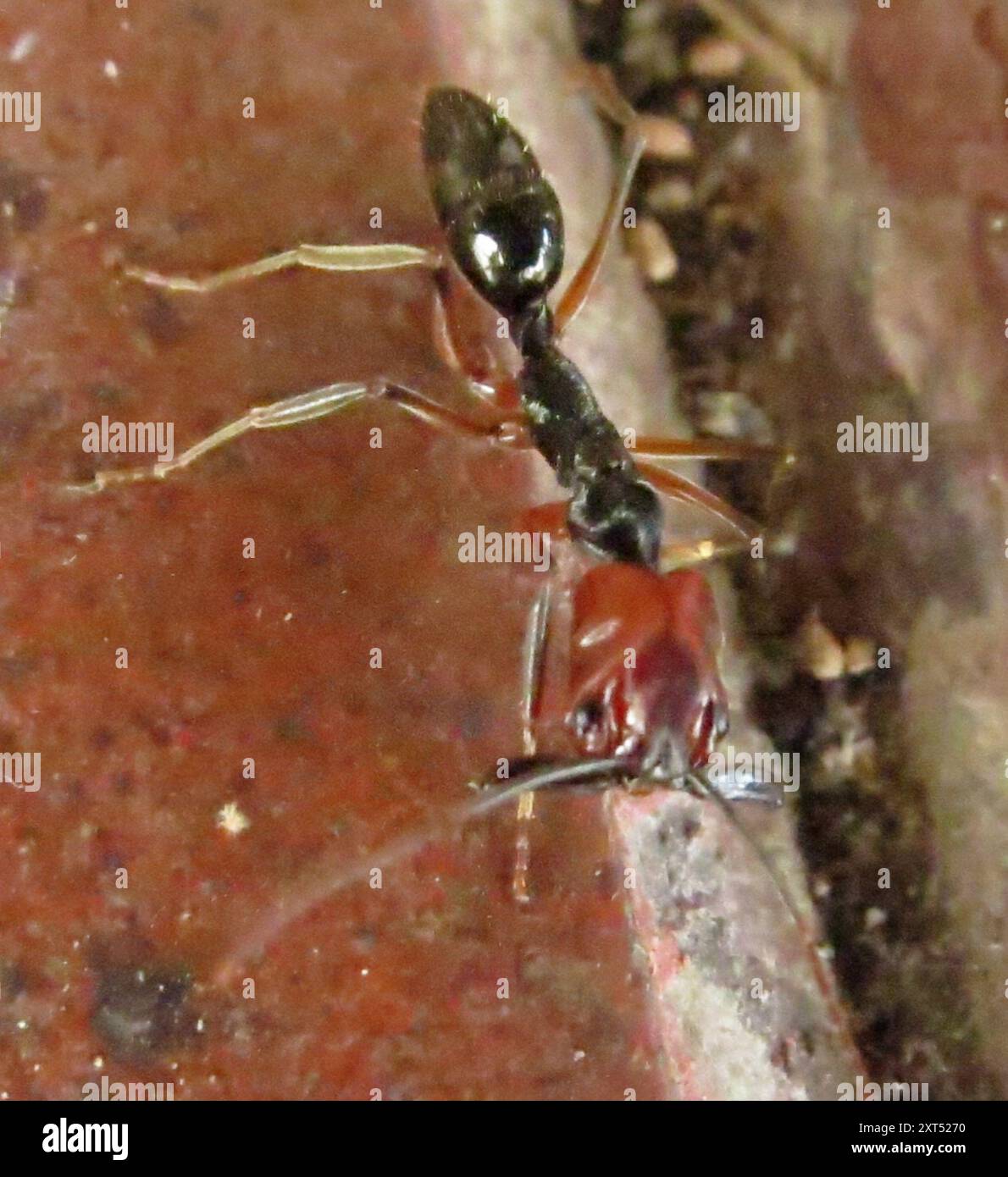 Odontomachus erythrocephalus hi-res stock photography and images - Alamy