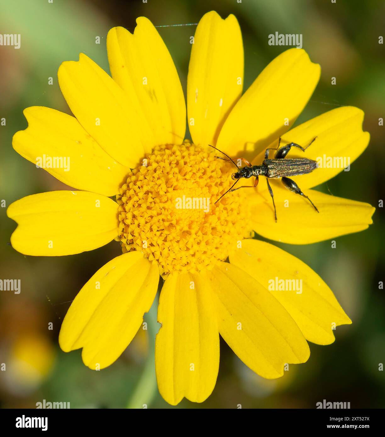Yellow-legged Thick-legged Flower Beetle (Oedemera flavipes) Insecta ...