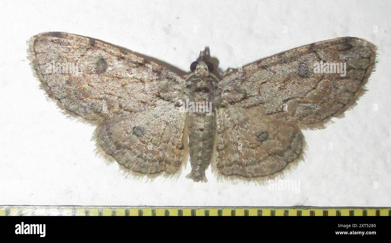 Geometer Moths (Geometridae) Insecta Stock Photo - Alamy