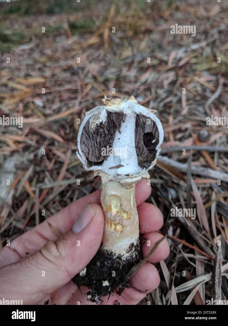 Gasteroid Agaricus (Agaricus deserticola) Fungi Stock Photo - Alamy