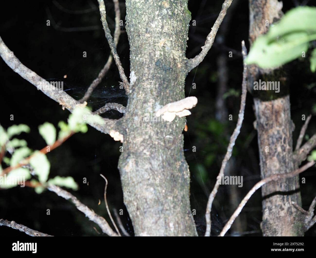 five finger (Pseudopanax arboreus) Plantae Stock Photo - Alamy