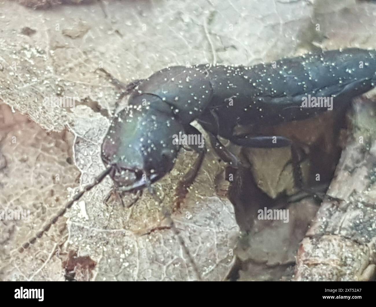 Ocypus nitens hi-res stock photography and images - Alamy