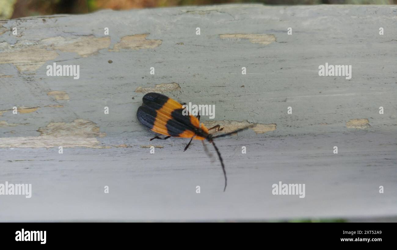 Reticulated Net-winged Beetle (Calopteron reticulatum) Insecta Stock ...