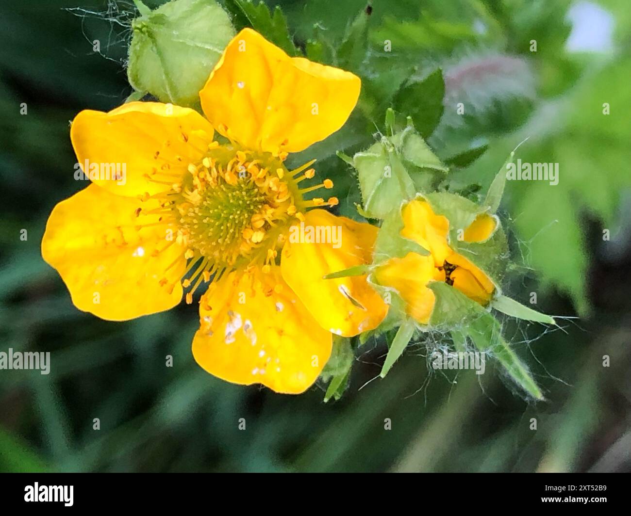 (Geum macrophyllum macrophyllum) Plantae Stock Photo - Alamy