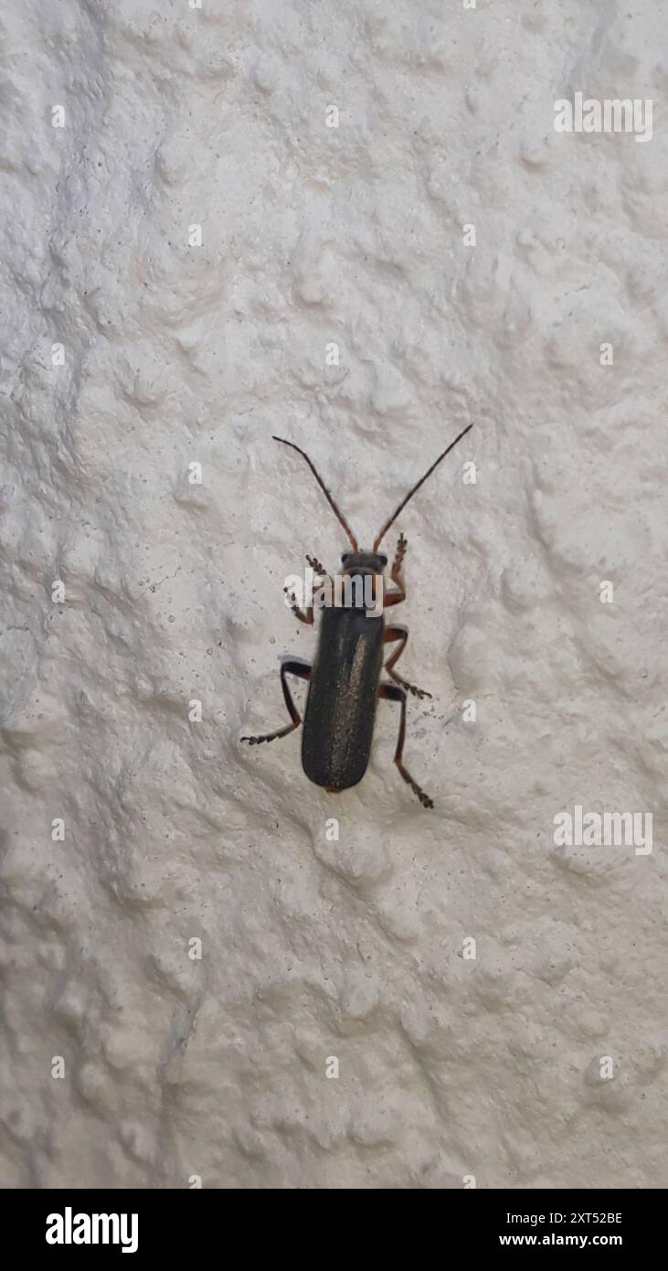 Grey Sailor Beetle (Cantharis nigricans) Insecta Stock Photo - Alamy