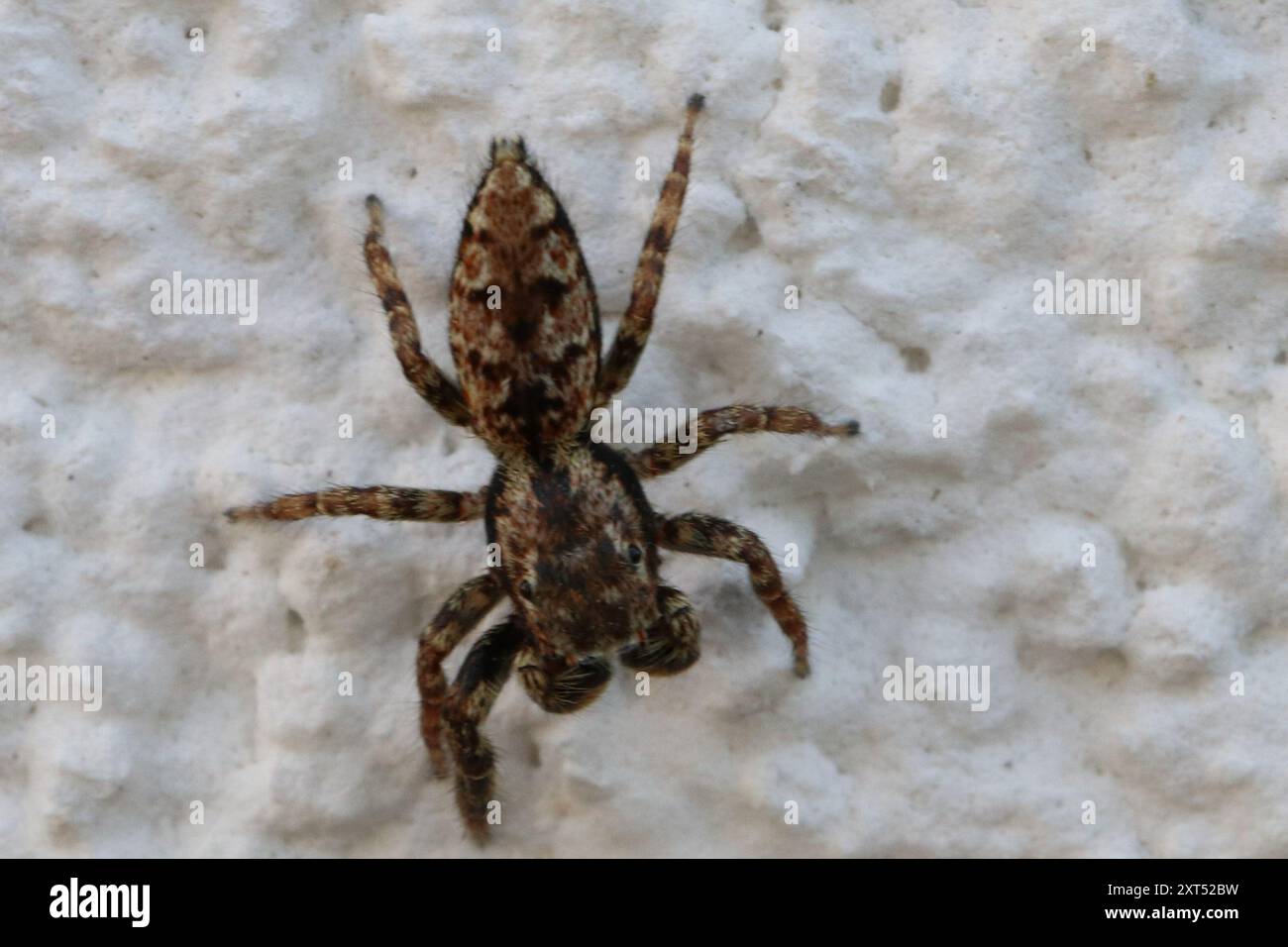 Fencepost jumping spider (Marpissa muscosa) Arachnida Stock Photo - Alamy