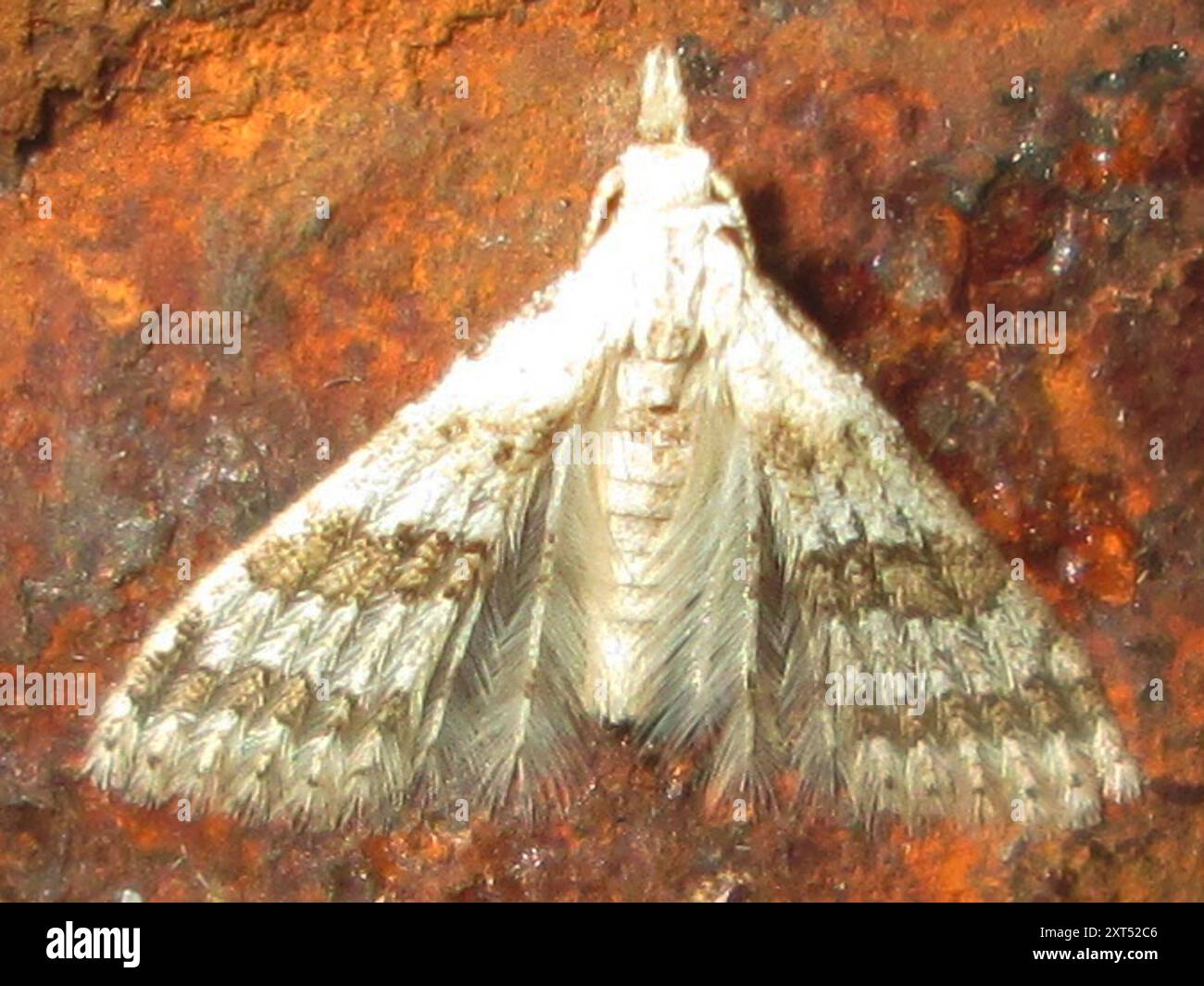 Many plumed moths hi-res stock photography and images - Alamy