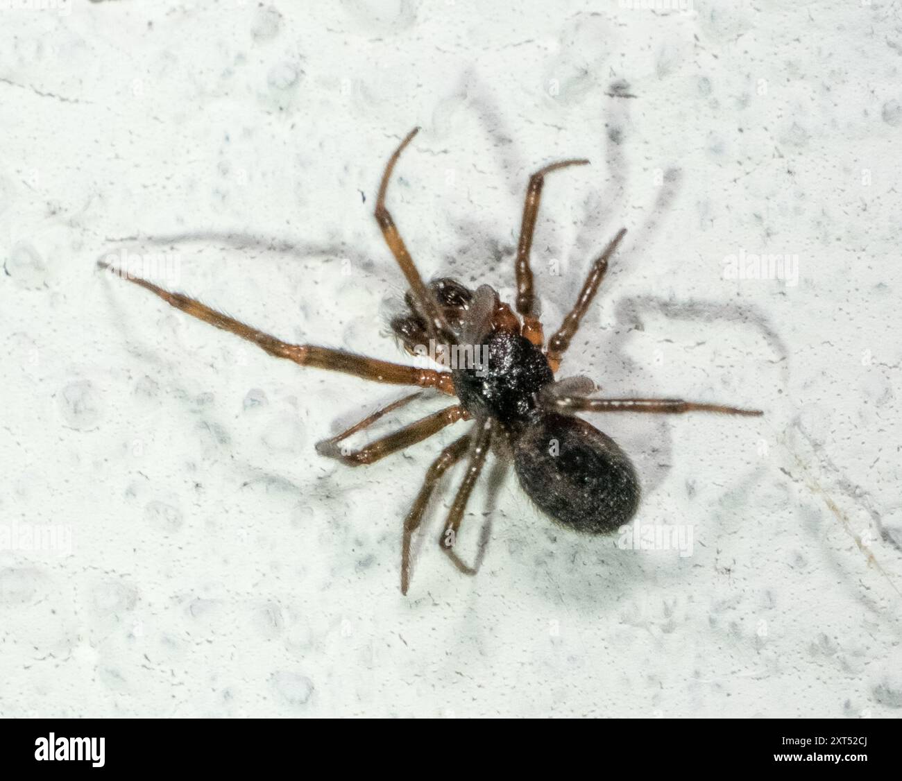 Spiders (Araneae) Arachnida Stock Photo - Alamy