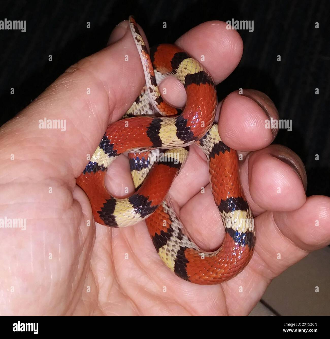 Florida Scarletsnake (Cemophora coccinea coccinea) Reptilia Stock Photo ...