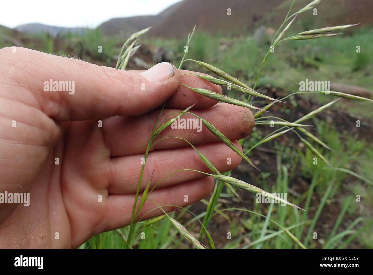 Japanese Brome (Bromus pectinatus) Plantae Stock Photo - Alamy