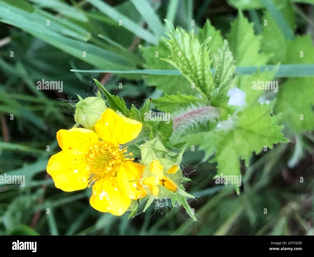 (Geum macrophyllum macrophyllum) Plantae Stock Photo - Alamy
