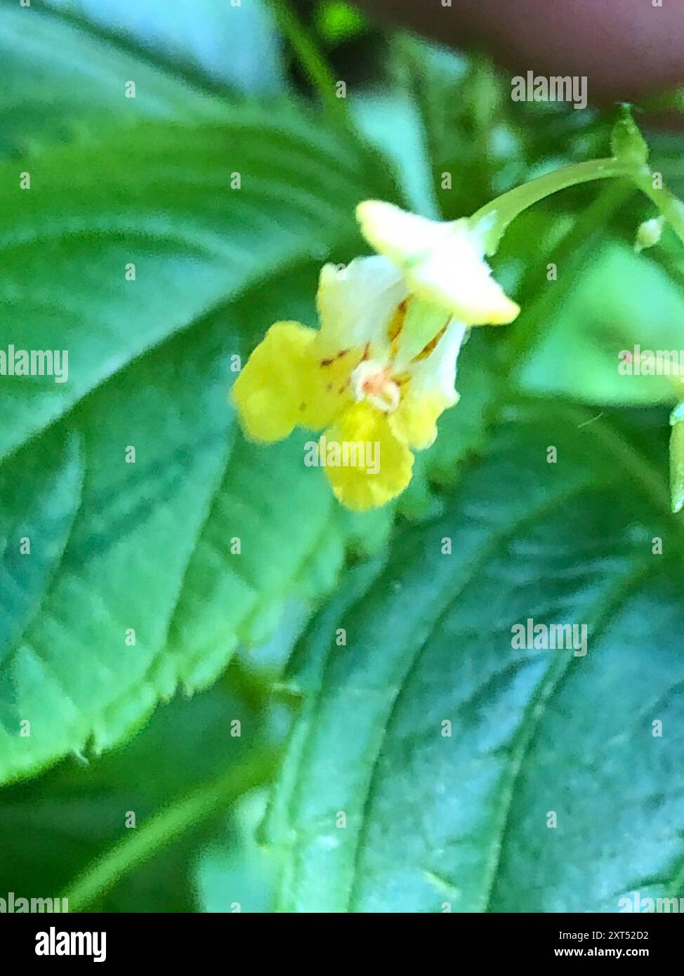 small balsam (Impatiens parviflora) Plantae Stock Photo - Alamy