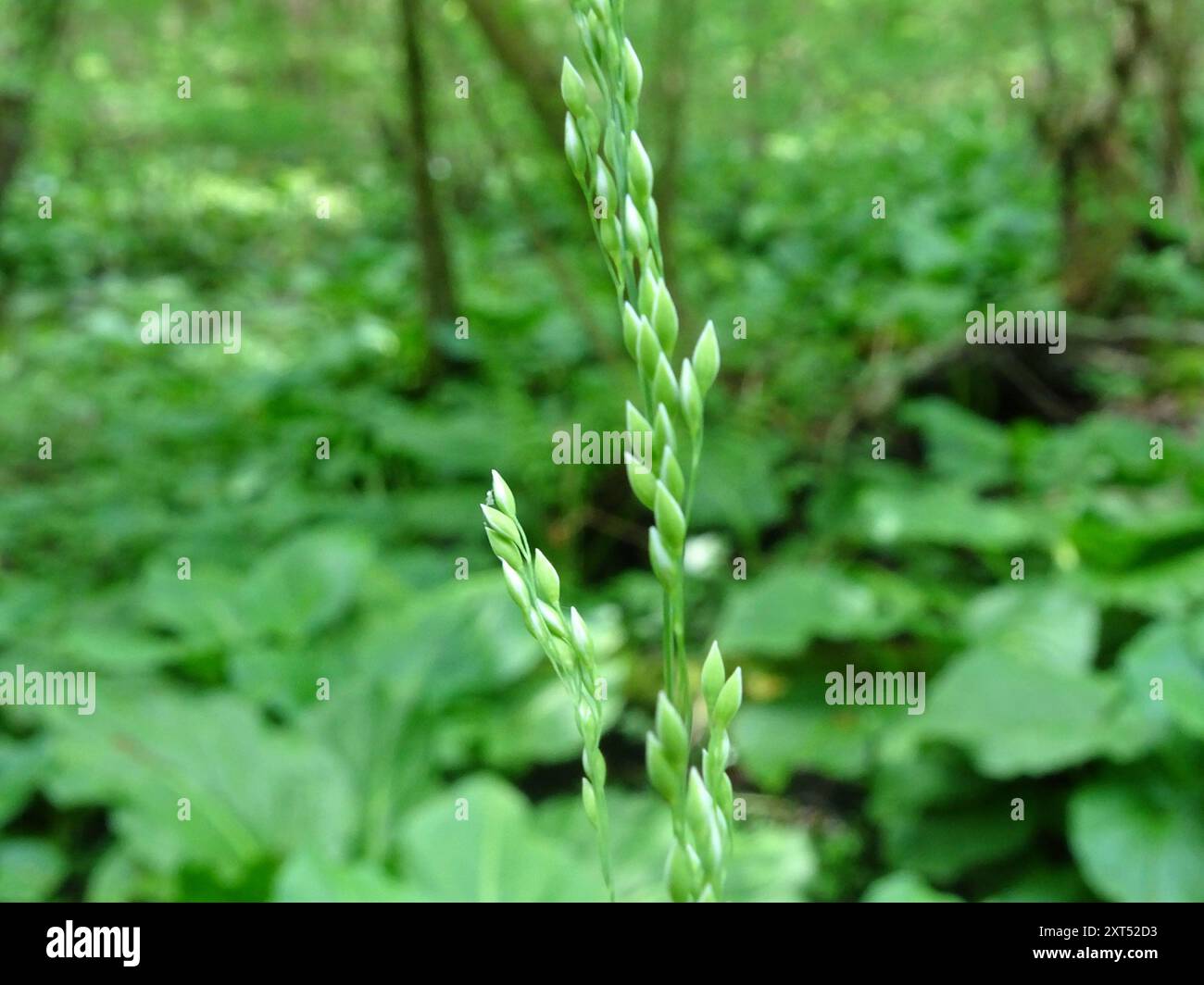 Wood Millet (Milium effusum) Plantae Stock Photo - Alamy