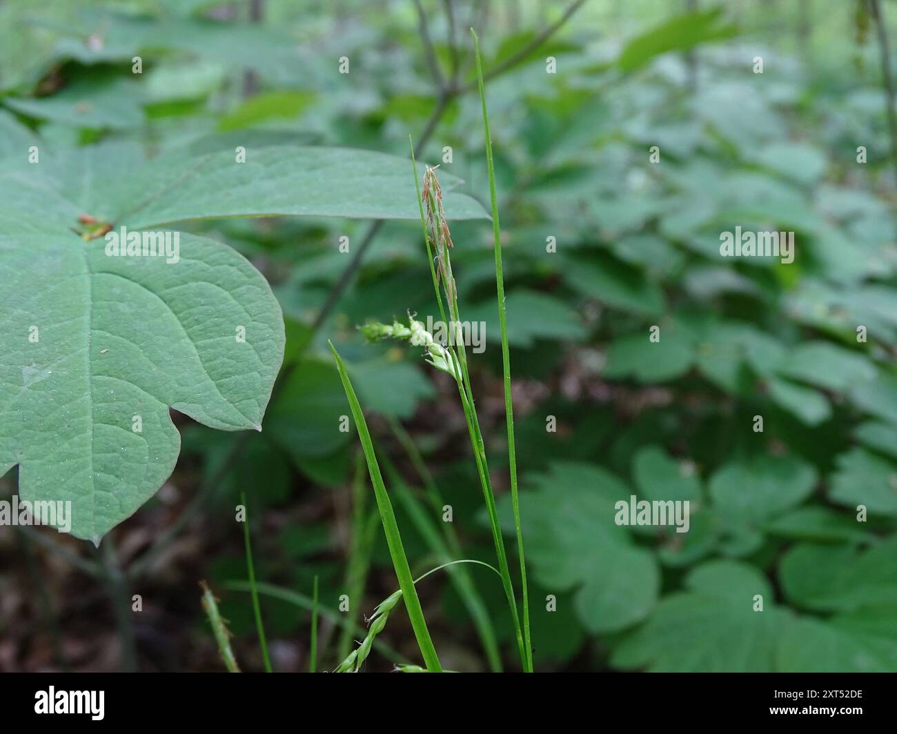 drooping woodland sedge (Carex arctata) Plantae Stock Photo - Alamy