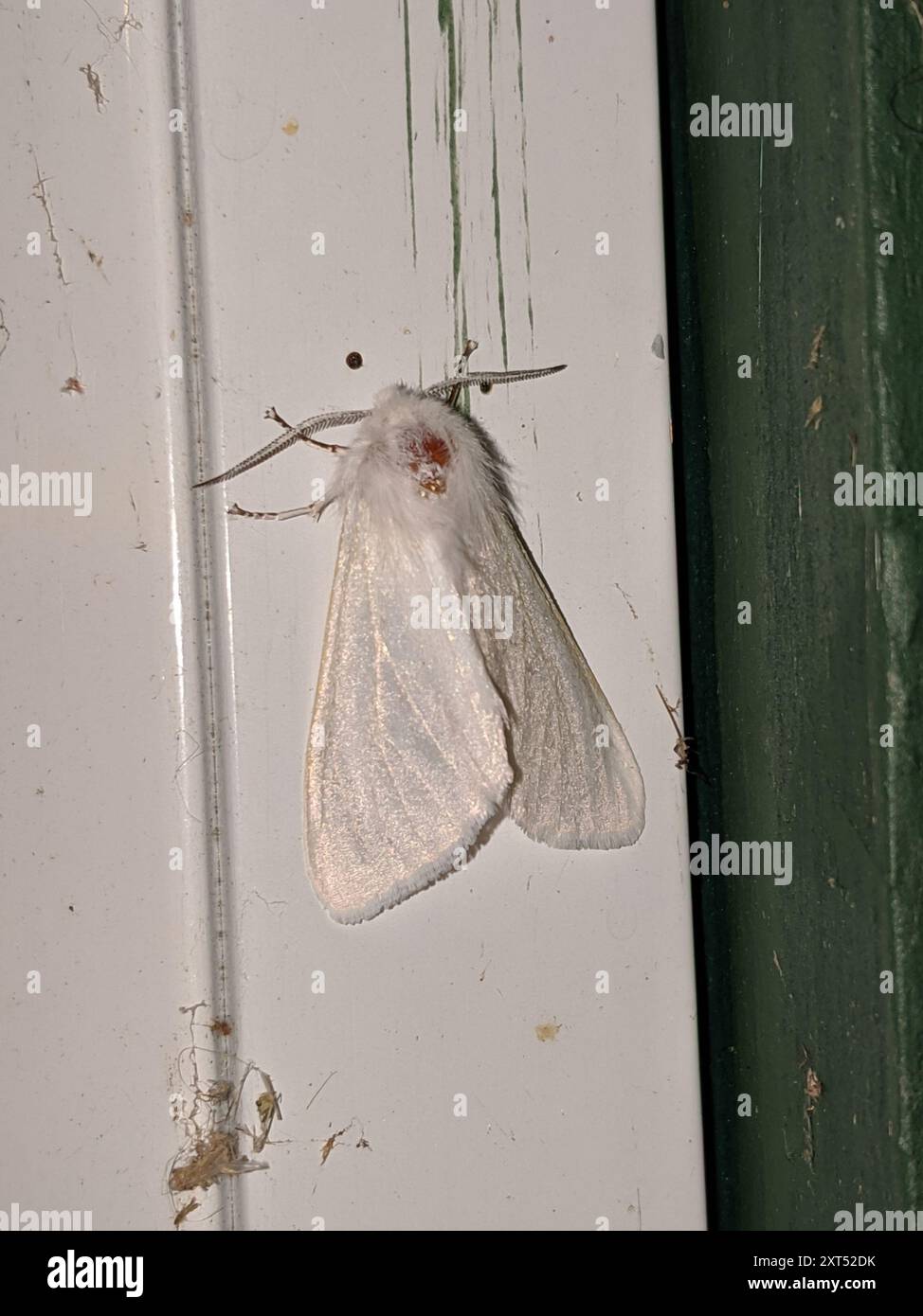 Fall Webworm Moth (Hyphantria cunea) Insecta Stock Photo - Alamy