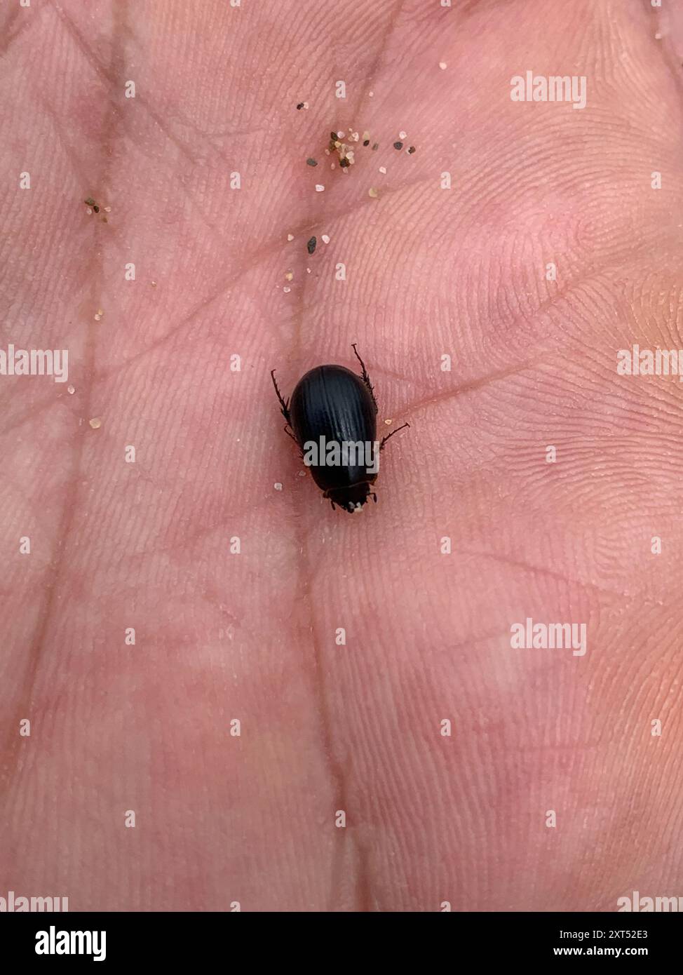 Beetles (Coleoptera) Insecta Stock Photo - Alamy