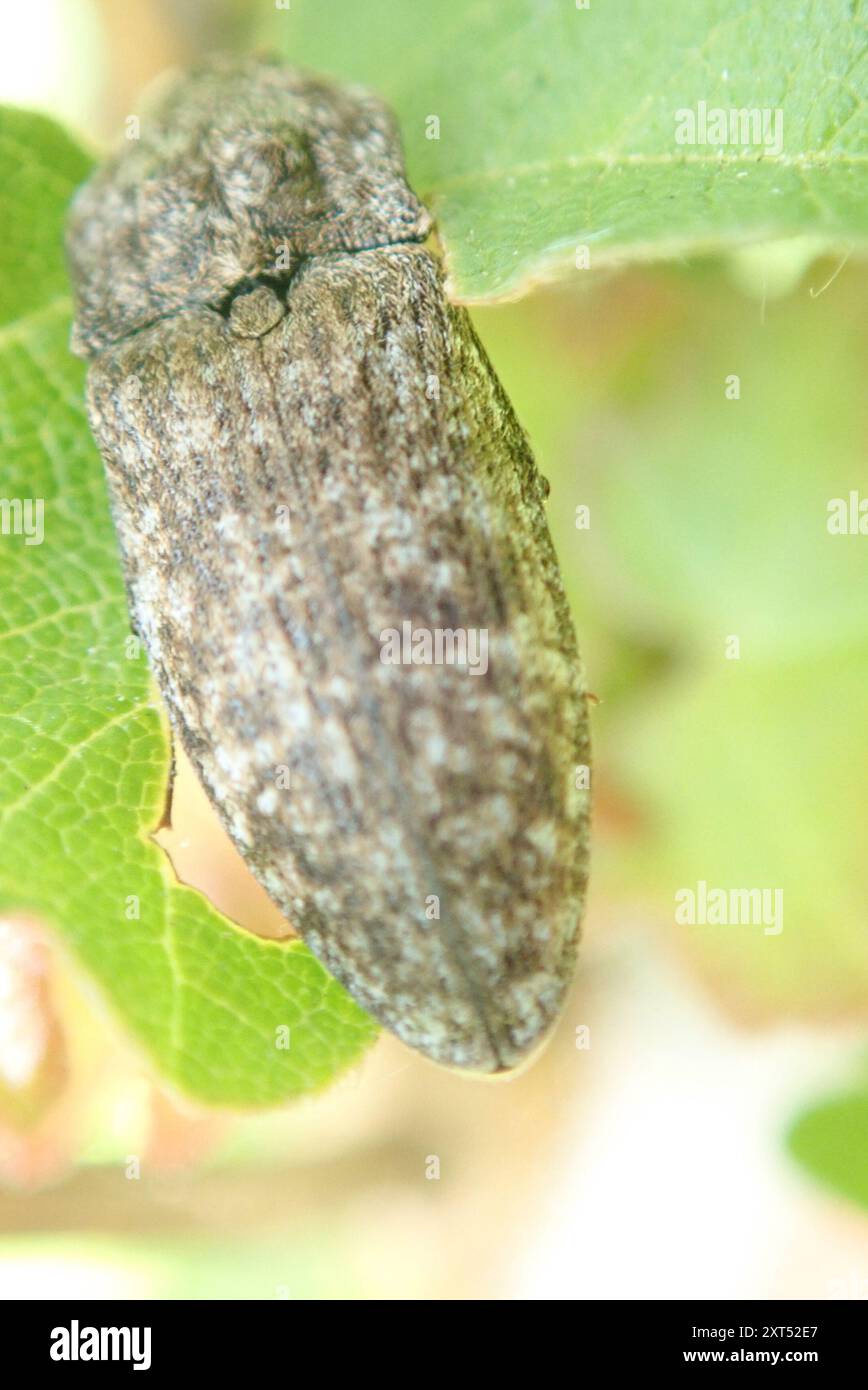 Mottled dingy-brown click beetle (Agrypnus murinus) Insecta Stock Photo ...